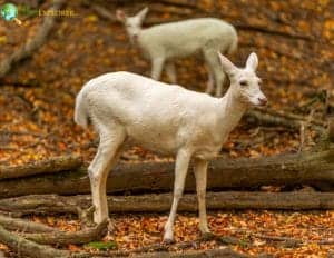 Albino Deer | Rare White Deer | Fun Facts | BioExplorer