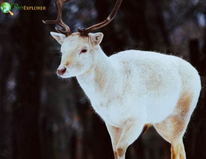 Albino Deer | Rare White Deer | Fun Facts | BioExplorer