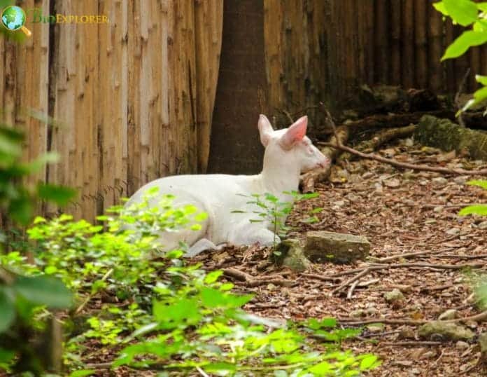 Albino Deer | Rare White Deer | Fun Facts | BioExplorer