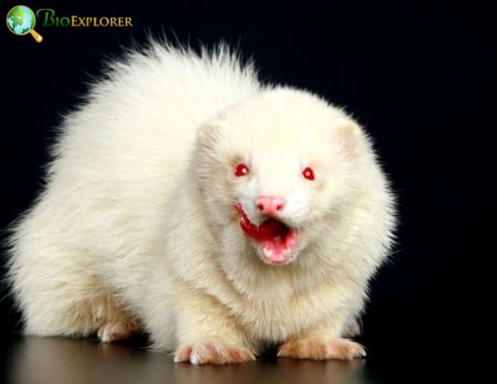 Albino Ferrets | White Albino Ferrets | Facts & Characteristics