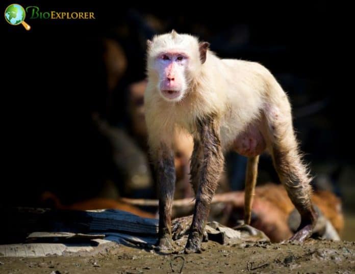 Albino Monkeys | Rare Genetic Anomaly In Monkeys | BioExplorer