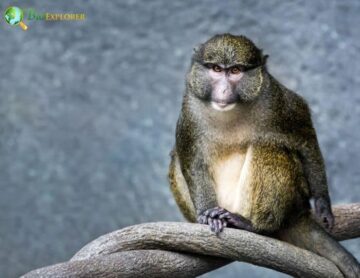 Allen's Swamp Monkey Characteristics | Allenopithecus nigroviridis Facts