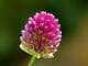 Allium Flower | Cascading Flowers | Amaryllidaceae Flowers