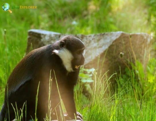 L'hoest Monkey Characteristics | Allochrocebus Lhoesti Diet & Facts