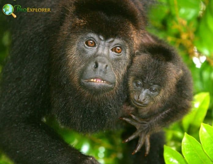 Yucatan Black Howler Characteristics | Alouatta pigra Facts | BioExplorer