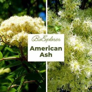 American Ash Flower | Tree of Life | Ash Tree Flowers | BioExplorer.net