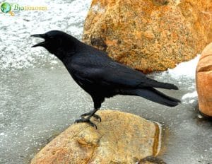 43 Types of Crows | All Corvus Species | Corvidae Family Birds