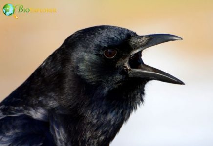 Types of Birds | 40 Different Kinds of Birds | Orders of Bird Species