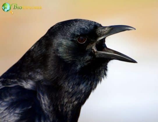 American Crow | Corvus Brachyrhynchos | Black Bird | BioExplorer