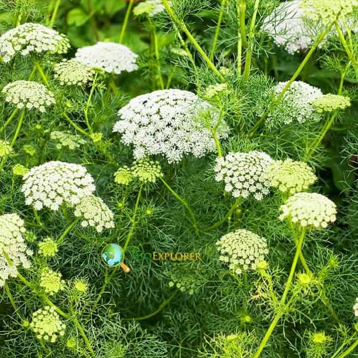Ammi majus Flower | False Queen Anne's Lace | Filler Flower