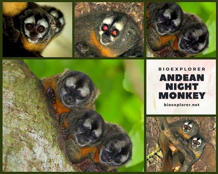 Andean Night Monkey Characteristics | Aotus miconax Facts