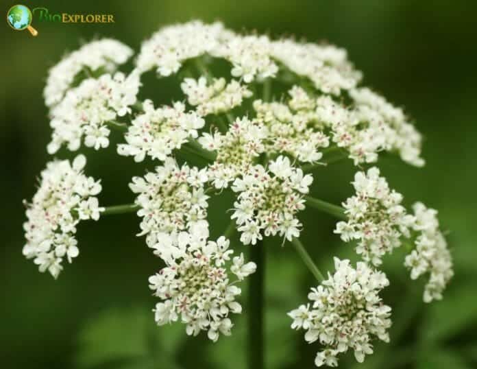 Angelica Flower | Wild Celery | Masterwort | Ground Ash | BioExplorer