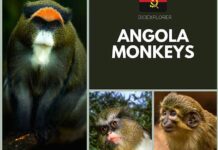 Types of Monkeys: 330+ Species, Old World vs New World