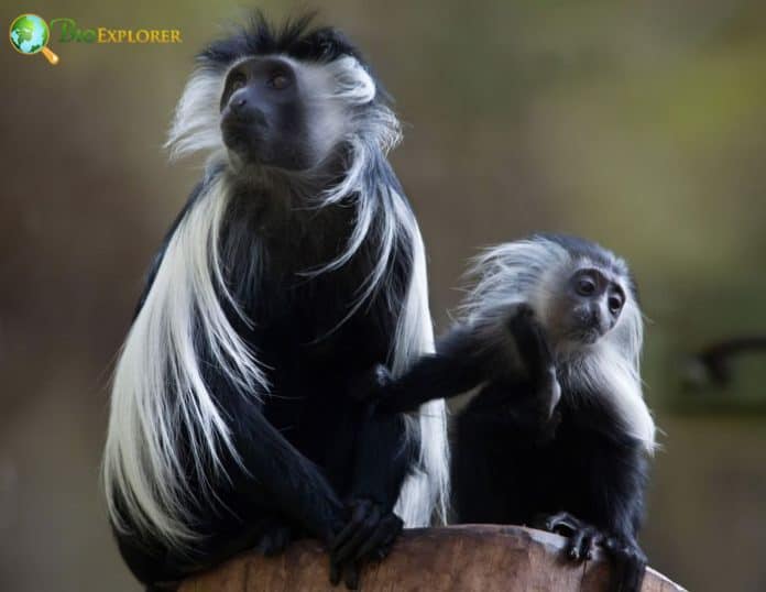 Angolan Colobus Characteristics | Colobus angolensis Facts