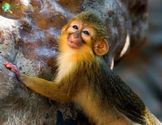 Angolan Talapoin Characteristics | Miopithecus talapoin Facts