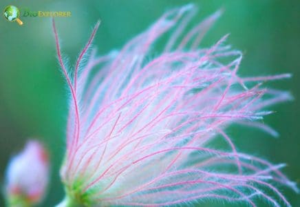 500+ Types of Flowers with Names & Pictures | BioExplorer