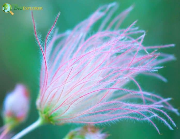 Apache Plume | Fallugia Paradoxa | Desert Flower | Mexico Flower