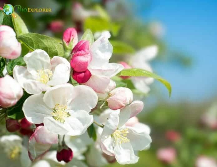 Apple blossom Flower | Malus coronaria | BioExplorer.net
