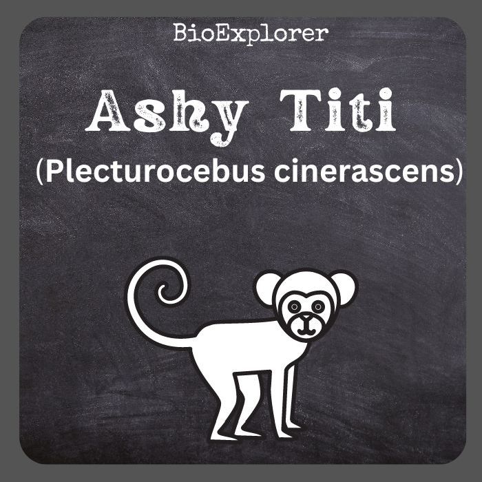 334 Types of Monkeys - Bio Explorer