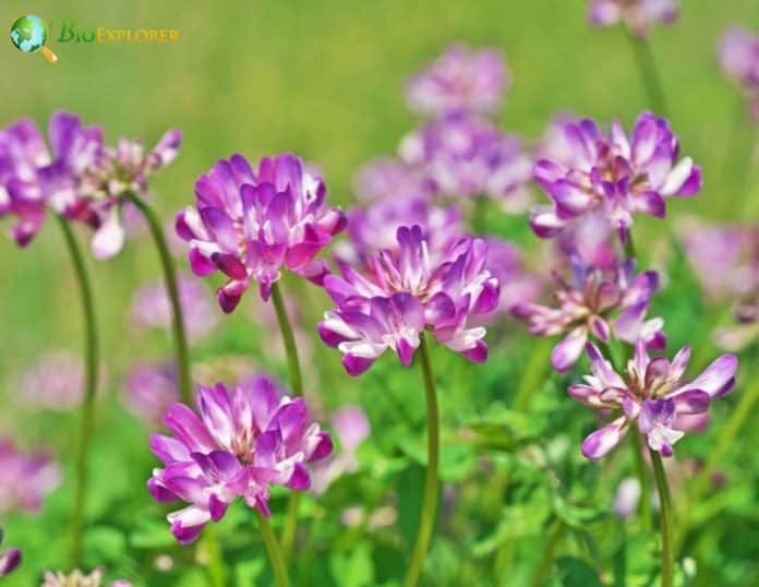 Astragalus Flower | Locoweed | Milkvetch | Goat Thorn | BioExplorer.net