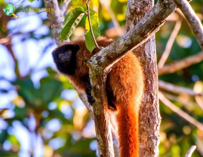 Atlantic Titi Characteristics | Callicebus Personatus Diet & Facts ...