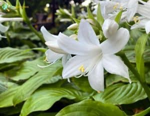 Hosta Plantaginea | August Lily | Plantain Lily | Fragrant Flowers