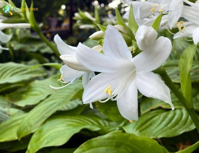 Hosta Plantaginea | August Lily | Plantain Lily | Fragrant Flowers