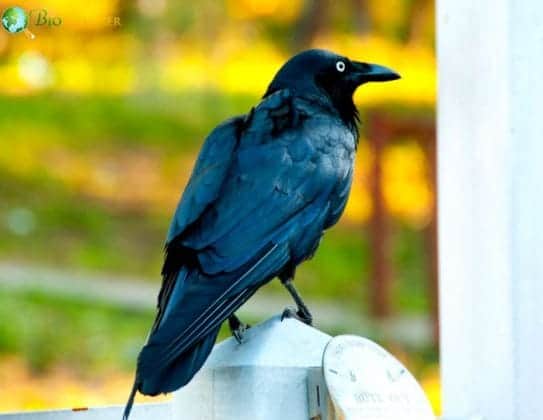 43 Types of Crows | All Corvus Species | Corvidae Family Birds