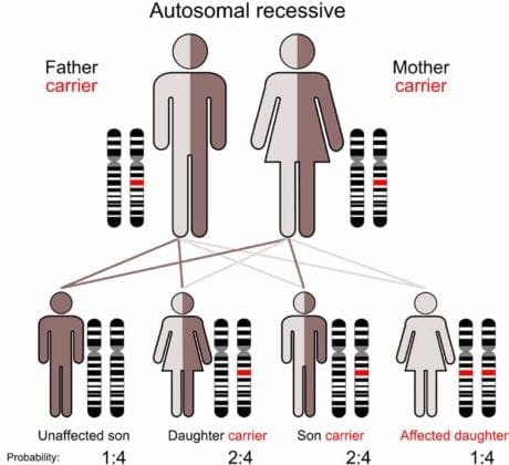 Autosomal Recessive Inheritance: Principles, Patterns & Disorders