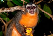 334 Types of Monkeys | Bio Explorer