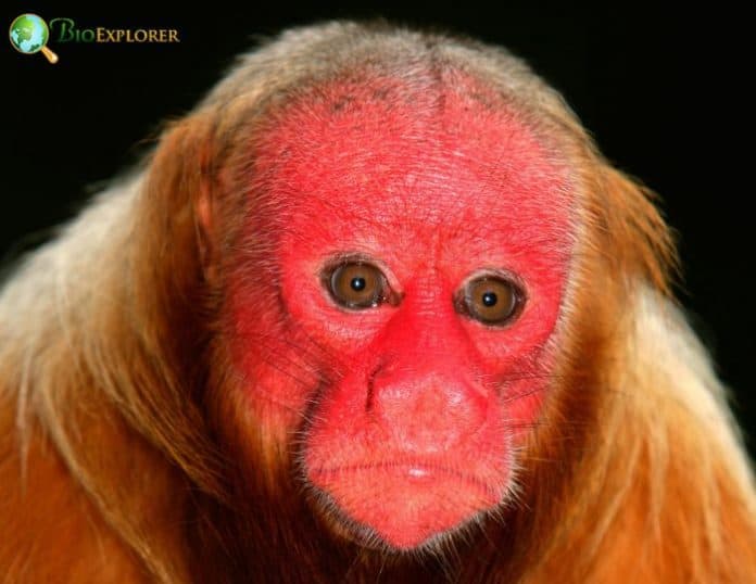 Bald Uakari Monkey | Cacajao Calvus | Characteristics | Diet