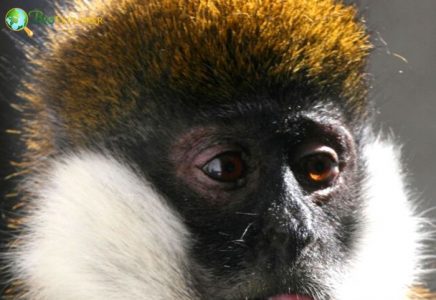 334 Types of Monkeys | Bio Explorer