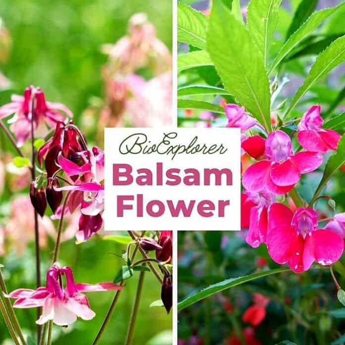 Balsam Flower | Impatiens balsamini | Spotted Snapweed | Touch-me-not