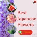 30+ BEST Japanese Flowers With Pictures & Info | BioExplorer