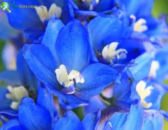 July Birth Flowers | Larkspur and Water Lily | Symbolism and Meaning