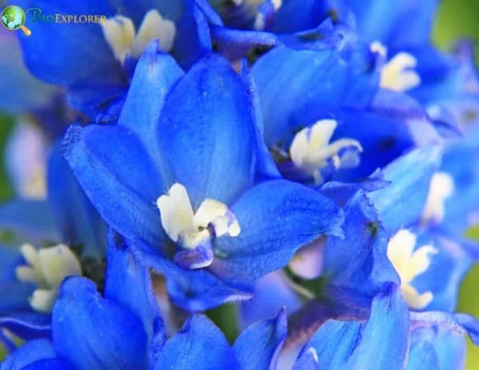 July Birth Flowers | Larkspur and Water Lily | Symbolism and Meaning