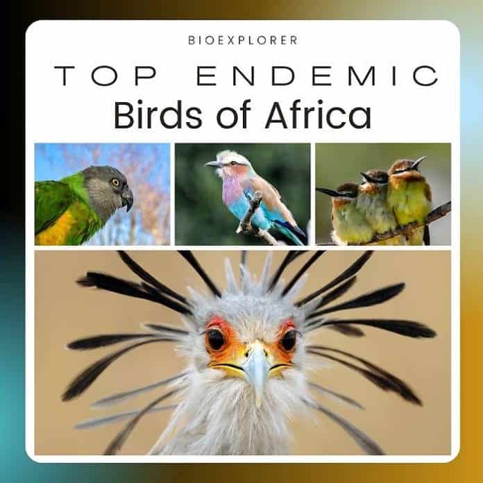 Birds of Africa | Beautiful African Birds | BioExplorer