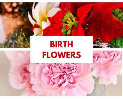 Birth Flowers | Birth Month Flowers Symbolism and Meanings