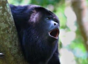 Black Monkeys | 113 Types of Black Monkeys | Black Primates