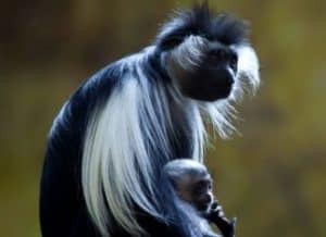 Black Monkeys | 113 Types of Black Monkeys | Black Primates