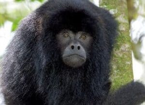 Black Monkeys | 113 Types of Black Monkeys | Black Primates