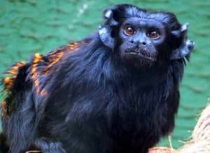 Black Monkeys | 113 Types of Black Monkeys | Black Primates