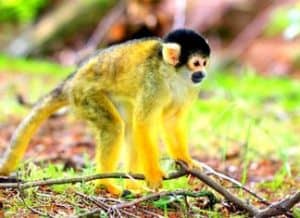 Peruvian Monkeys | Monkeys Endemic To Peru | BioExplorer