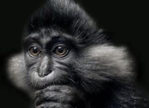 Black Monkeys | 113 Types of Black Monkeys | Black Primates