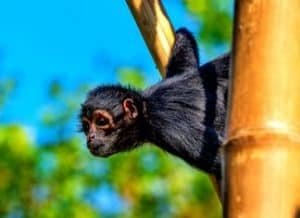 Black Monkeys | 113 Types of Black Monkeys | Black Primates