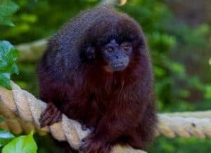 Black Monkeys | 113 Types of Black Monkeys | Black Primates