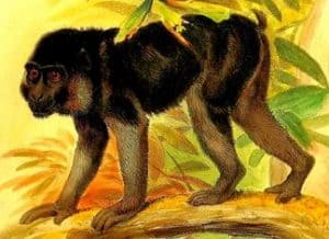 Black Monkeys | 113 Types of Black Monkeys | Black Primates