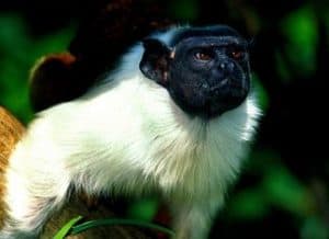 Brazilian Monkeys | Monkeys Native To Brazil | BioExplorer