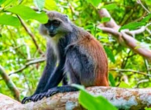 Black Monkeys | 113 Types of Black Monkeys | Black Primates