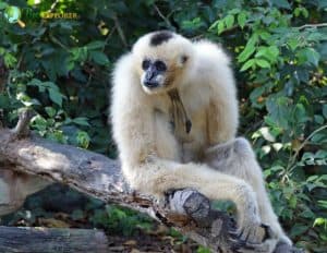 Black-Crested Gibbon Characteristics | Nomascus Concolor Facts